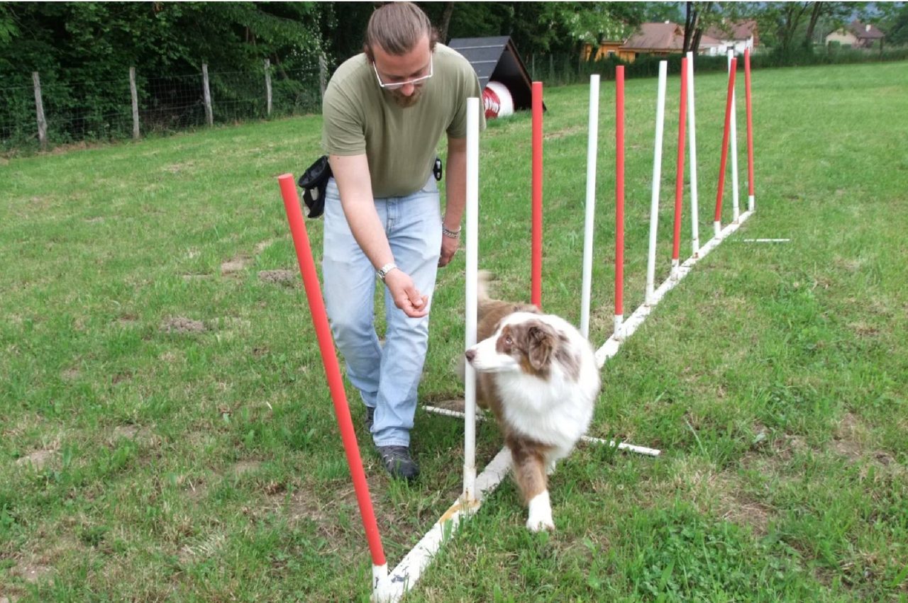 Cours collectifs - Dogzone Education